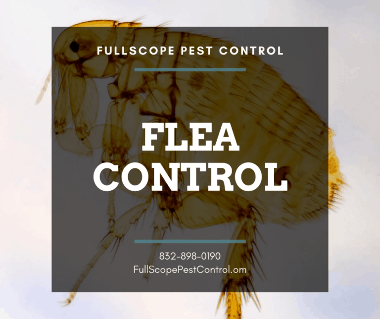Homeowner Flea Treatment Checklist | FullScope Pest