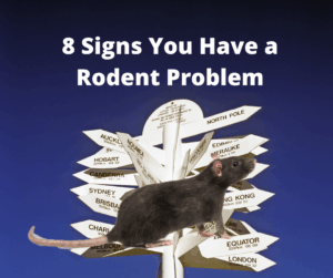 8 Signs You Have a Rodent Problem - FullScope Pest Control