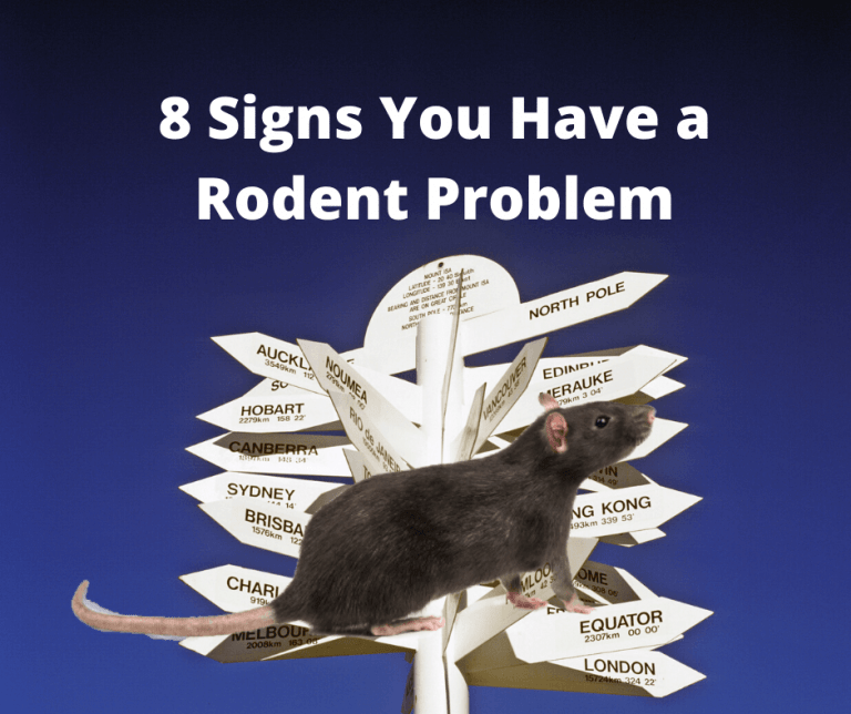 8 Signs You Have a Rodent Problem - FullScope Pest Control