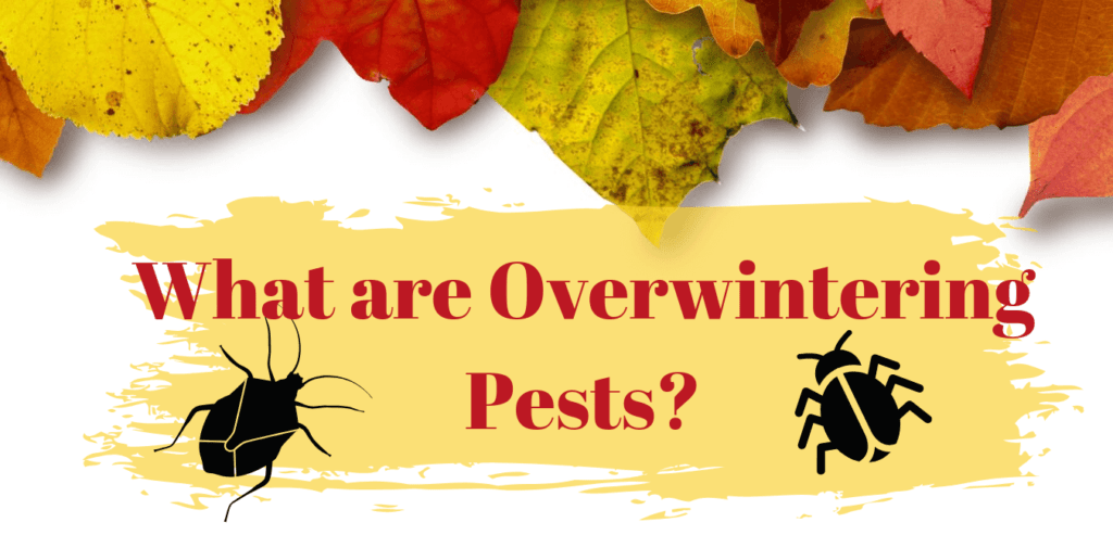 How to Prevent Overwintering Pests - FullScope Pest Control