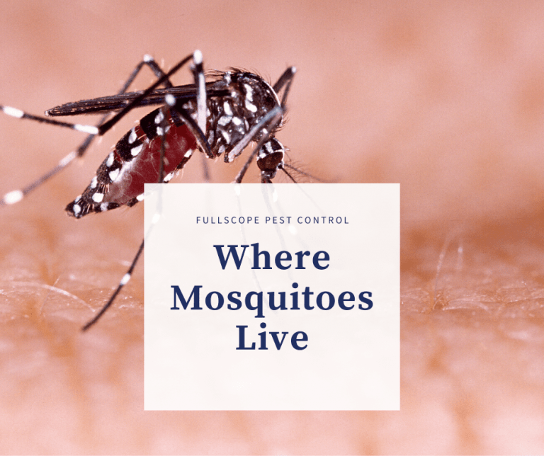 Where Mosquitoes Live - FullScope Pest Control