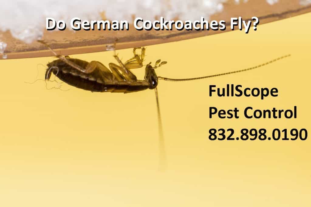 Do German Cockroaches Fly? - FullScope Pest Control