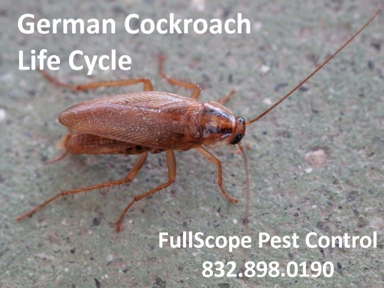 The German Cockroach Life Cycle - FullScope Pest Control