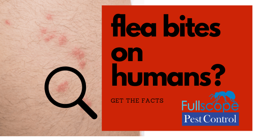 Flea Bites on Humans - FullScope Pest Control
