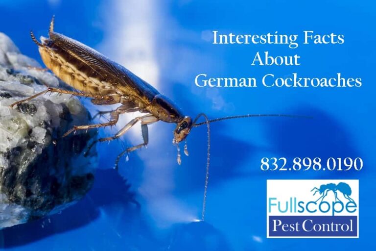 Interesting Facts About German Cockroaches - FullScope