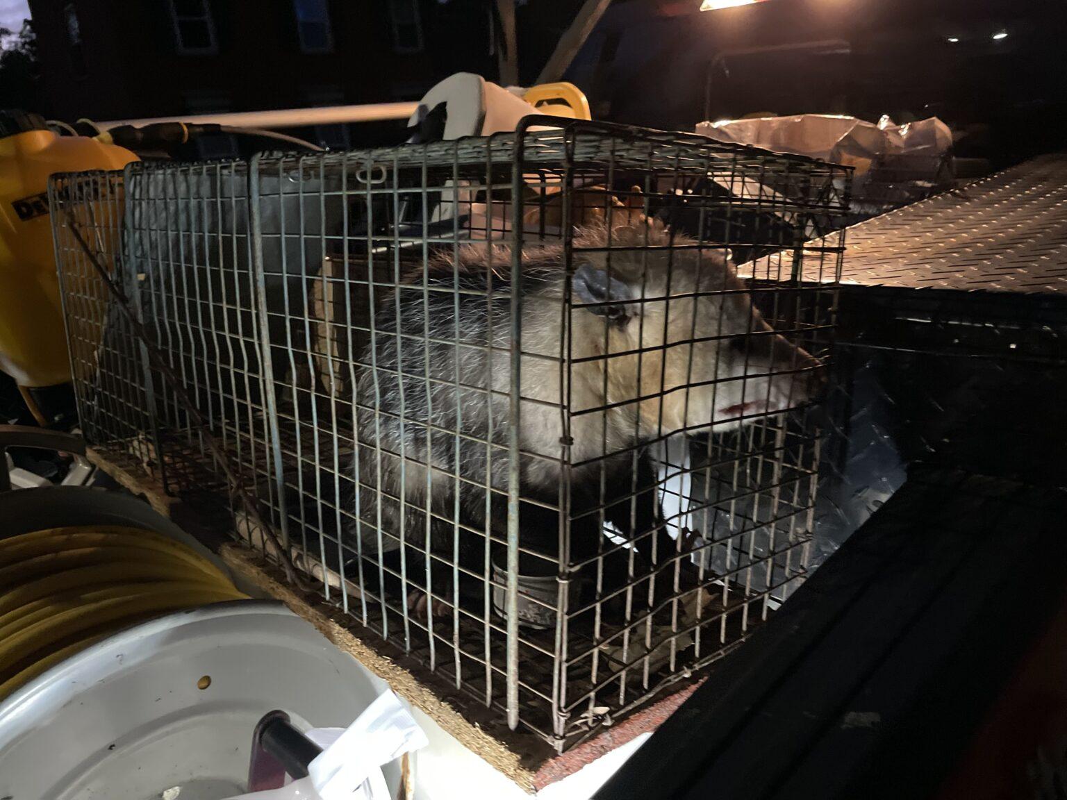 How to Get Rid of Opossum - FullScope Pest Control