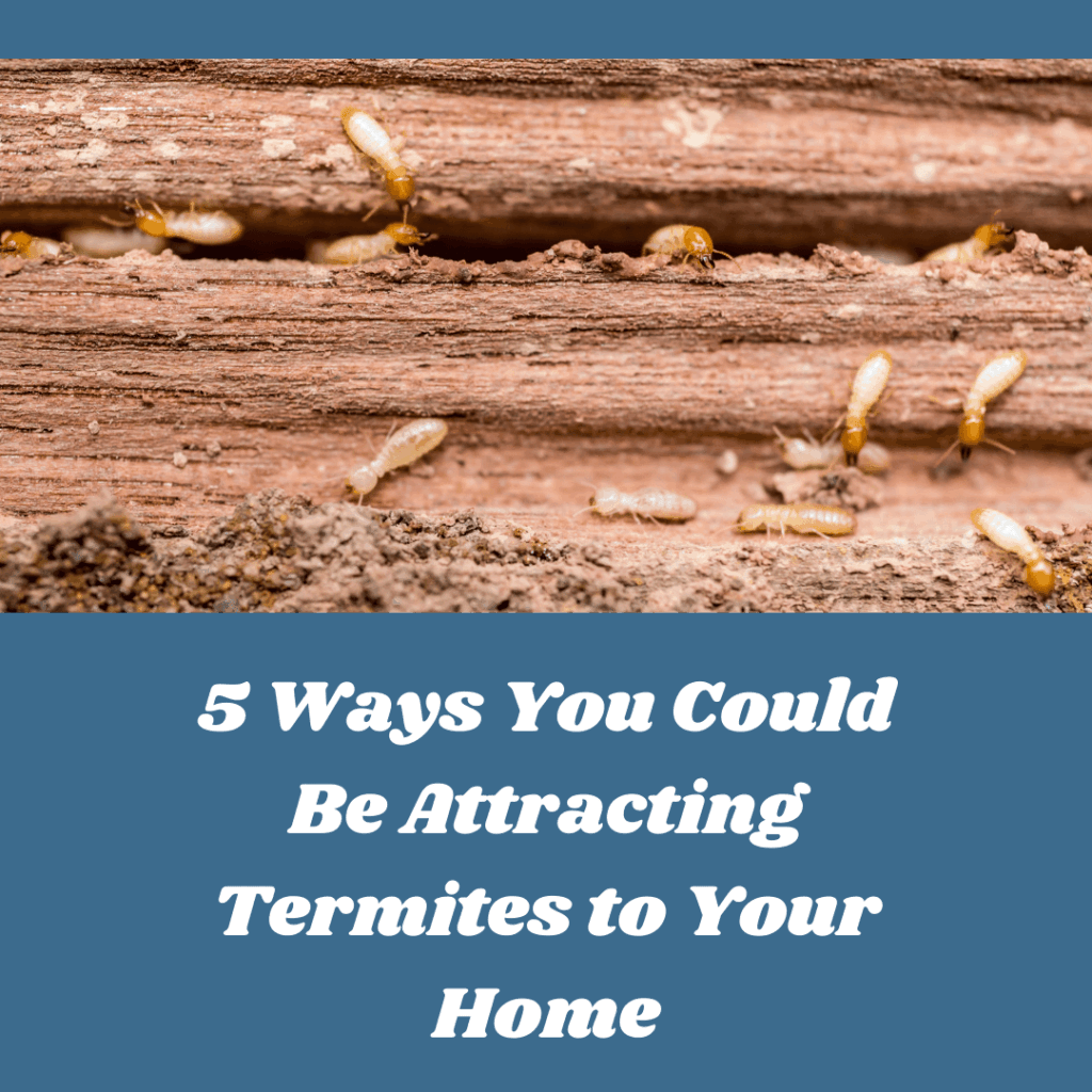 Termites - FullScope Pest Control