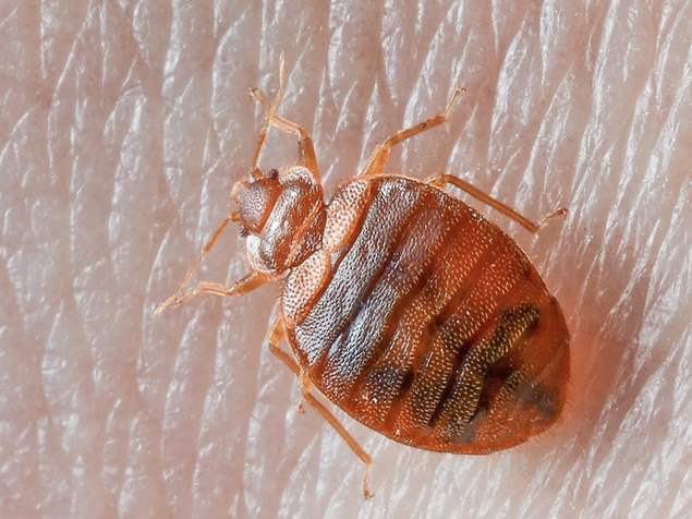 Does Heat Kill Bed Bugs And Other Pests Fullscope