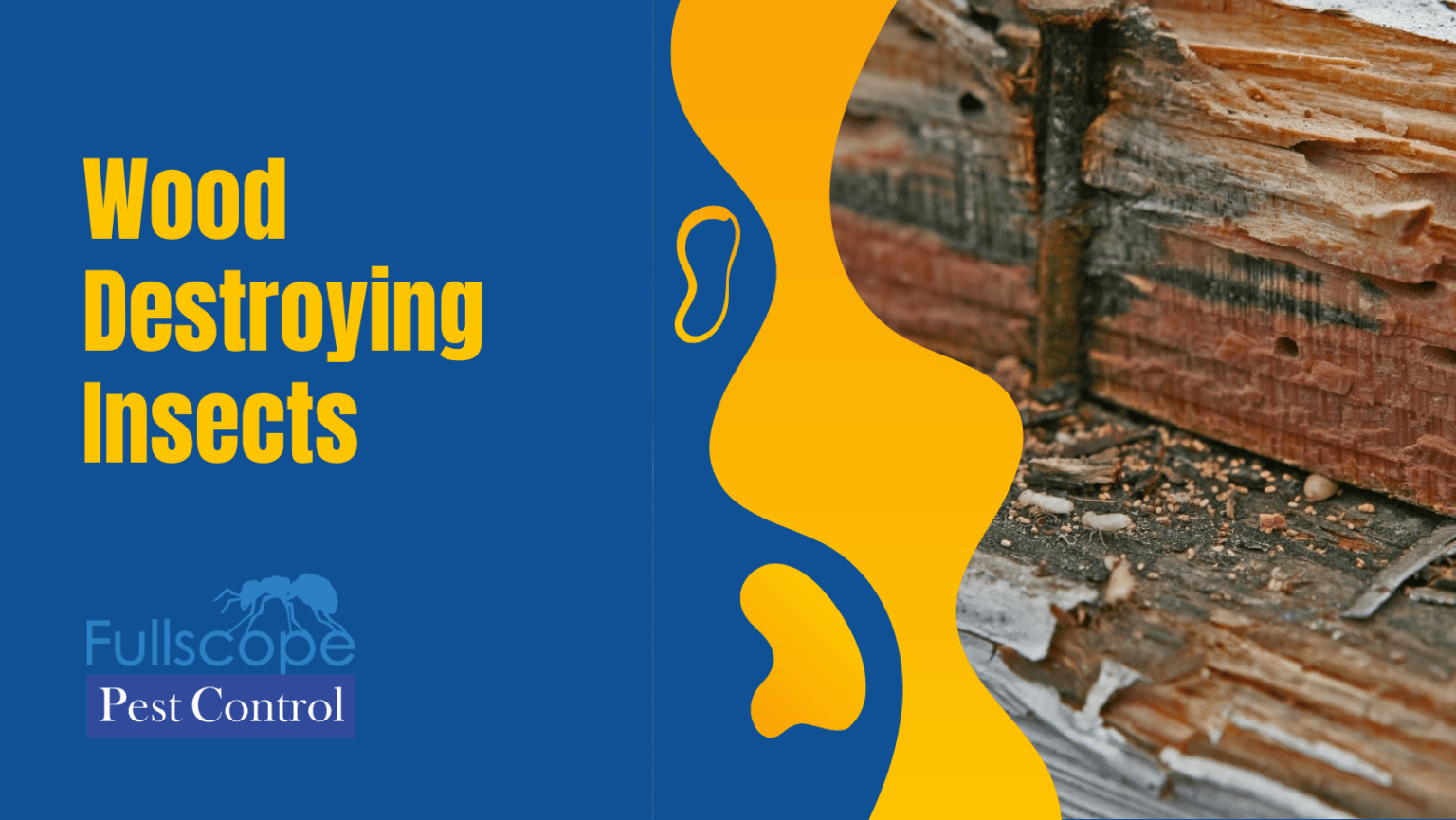 Types of Wood-Destroying Insects in Texas | FullScope