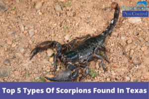 Top 5 Types Of Scorpions Found In Texas