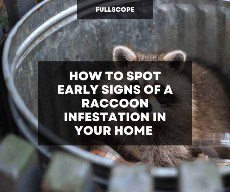 Identifying Early Signs of Raccoon Infestation | FullScope