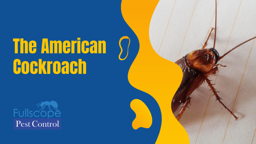 The American Cockroach: An Expert's Guide