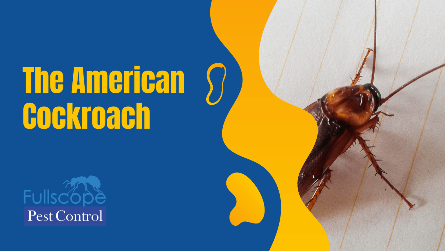 The American Cockroach: An Expert's Guide