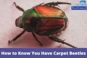 How to Know if You Have Carpet Beetles