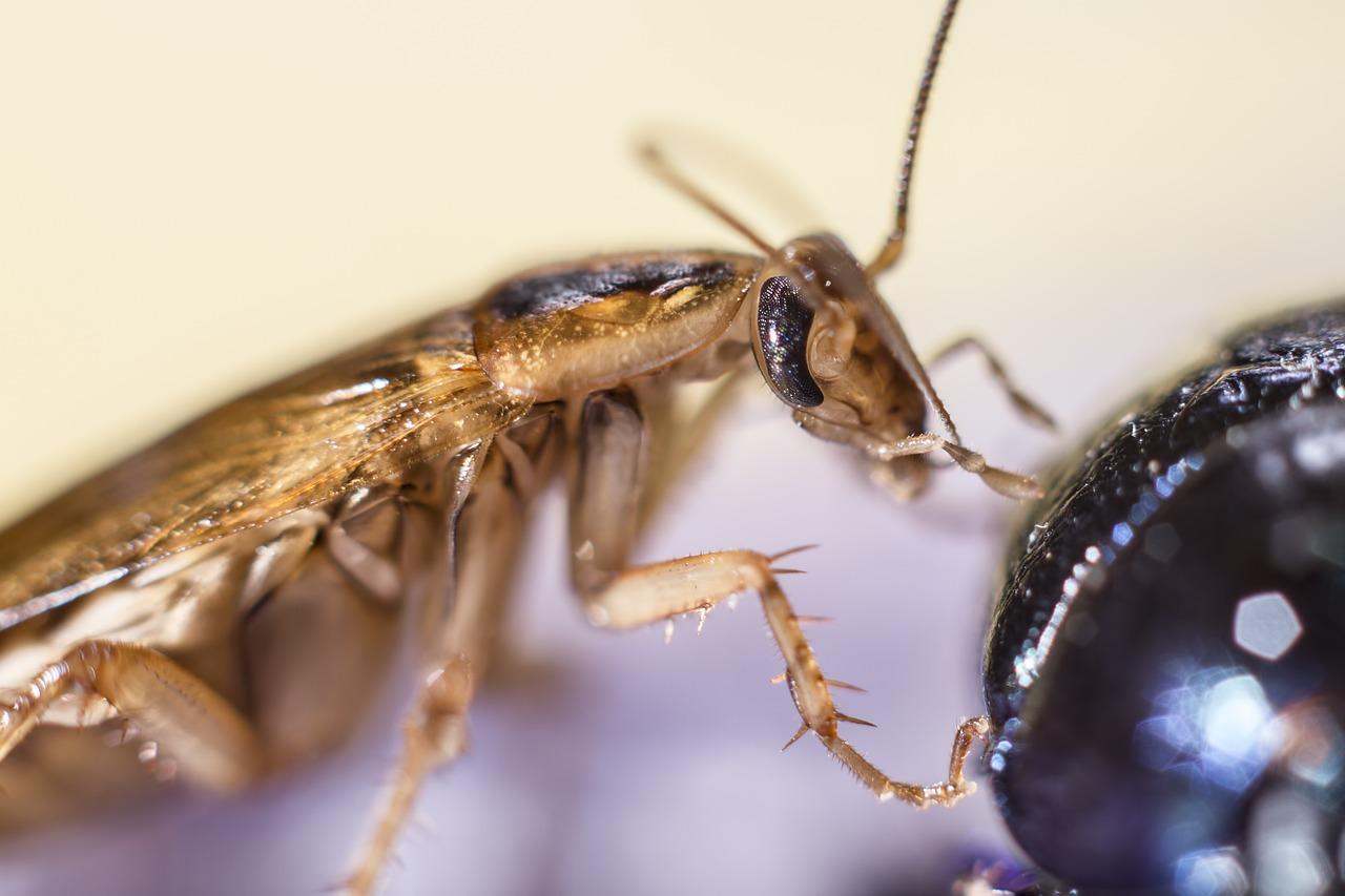 How to Permanently Get Rid of German Roaches