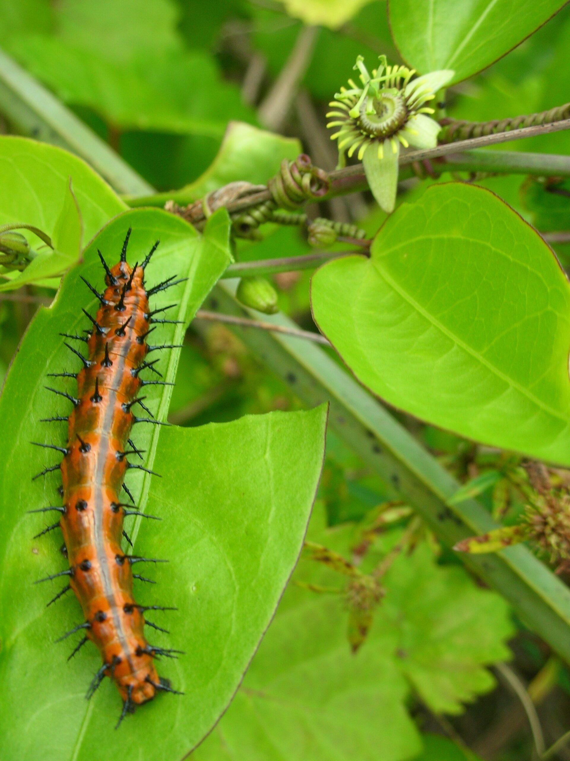 How to Get Rid of Orange Caterpillar With Black Spikes