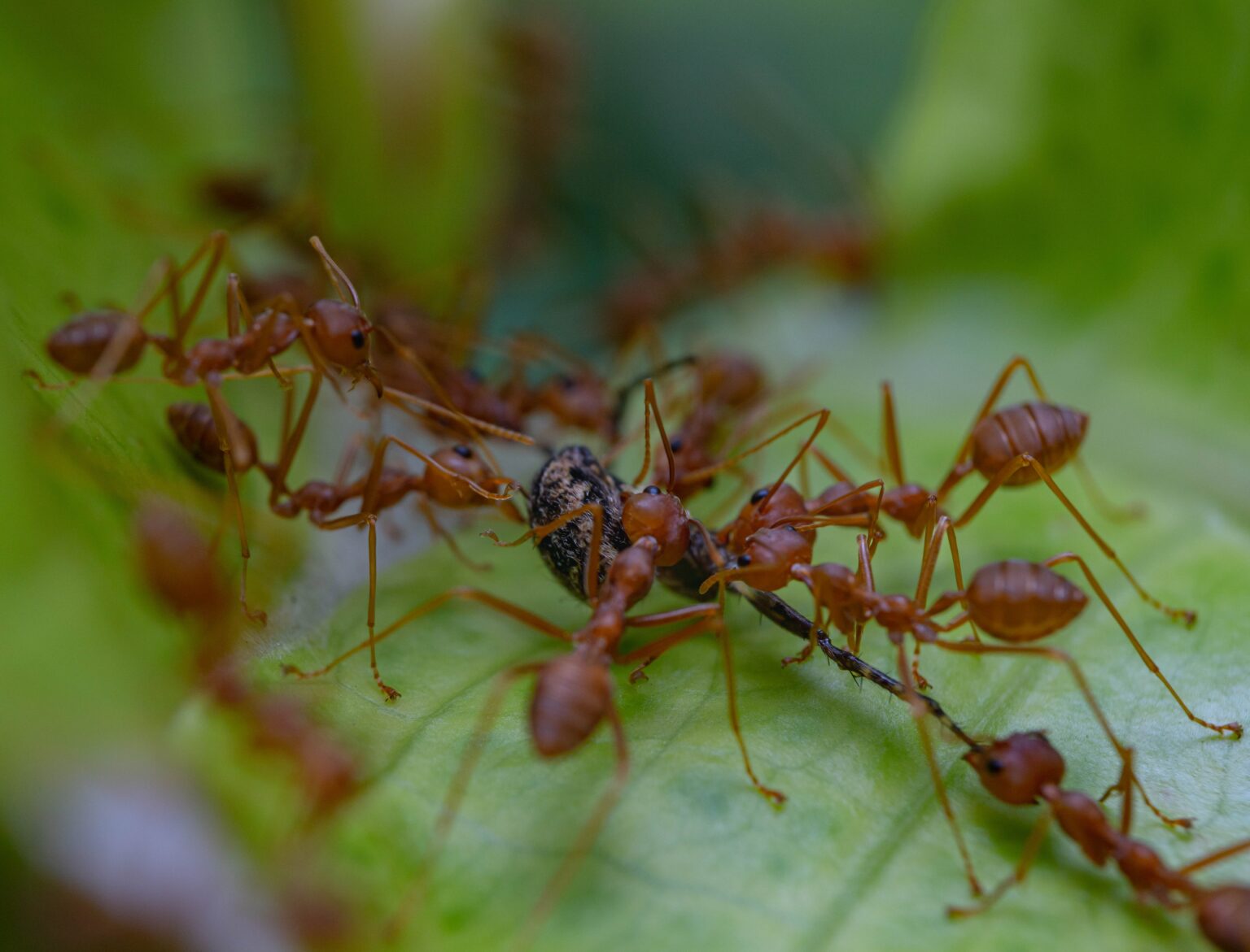 Fire Ants, Odorous House Ants, Carpenter Ants, and Pavement Ants: What ...