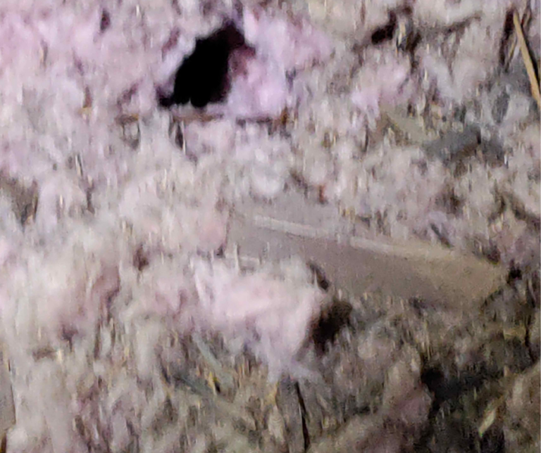 Identifying Rodent Droppings: Signs and Prevention Guide