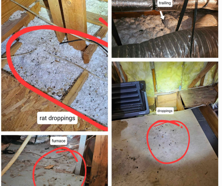 Identifying Rodent Droppings: Signs and Prevention Guide