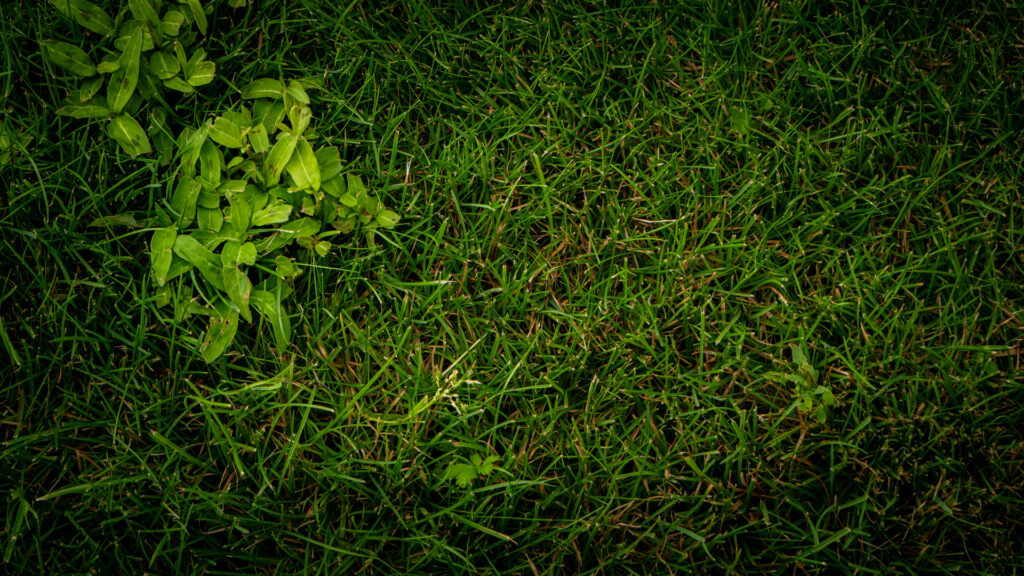 Unwanted Greenery: A Houston, TX Guide to Common Lawn Weeds