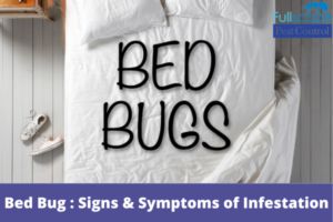 The Bed Bug Menace: Signs and Symptoms of Infestation