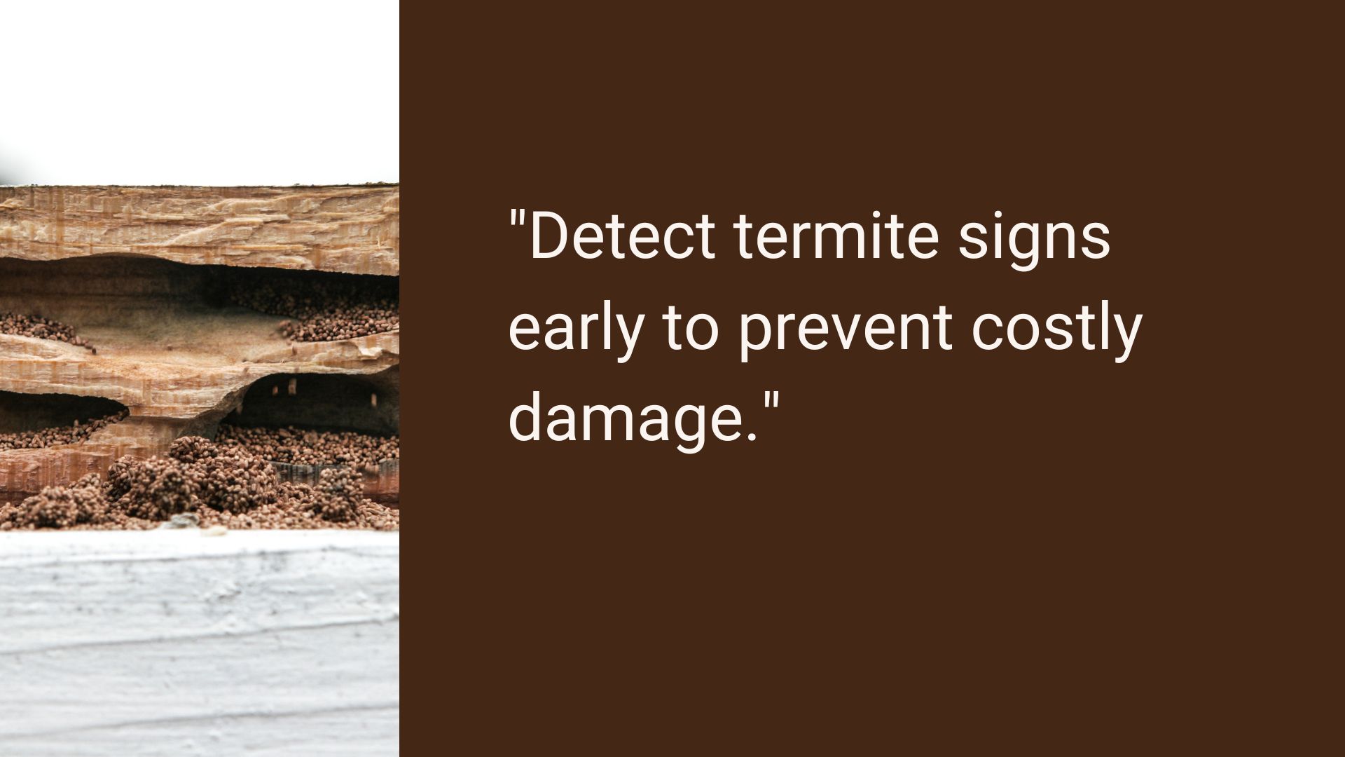 Signs and Solutions for Termites in Wall - FullScope
