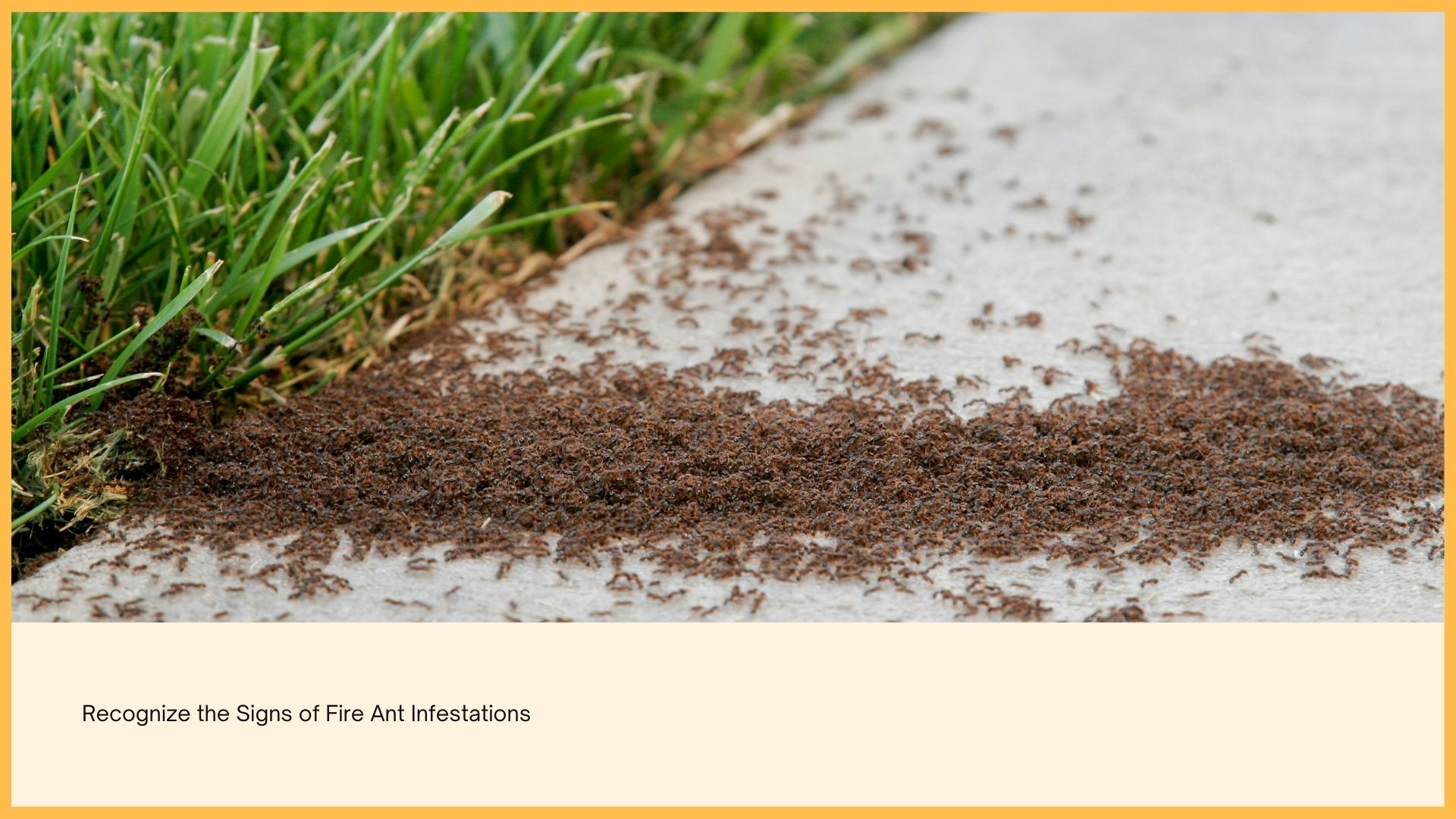 Fire Ant Control Methods That Work - FullScope Pest Control