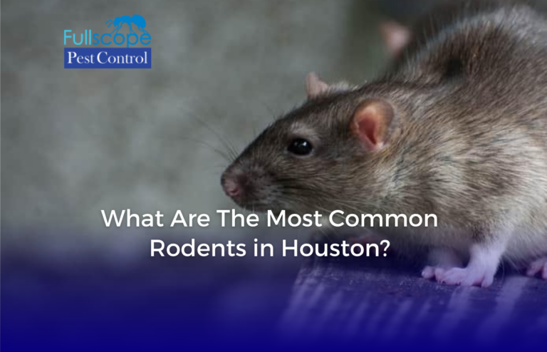 What Are The Most Common Rodents in Houston? - FullScope Pest Control