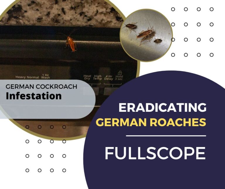 Conroe, Texas: Eradicating German Cockroach Infestation
