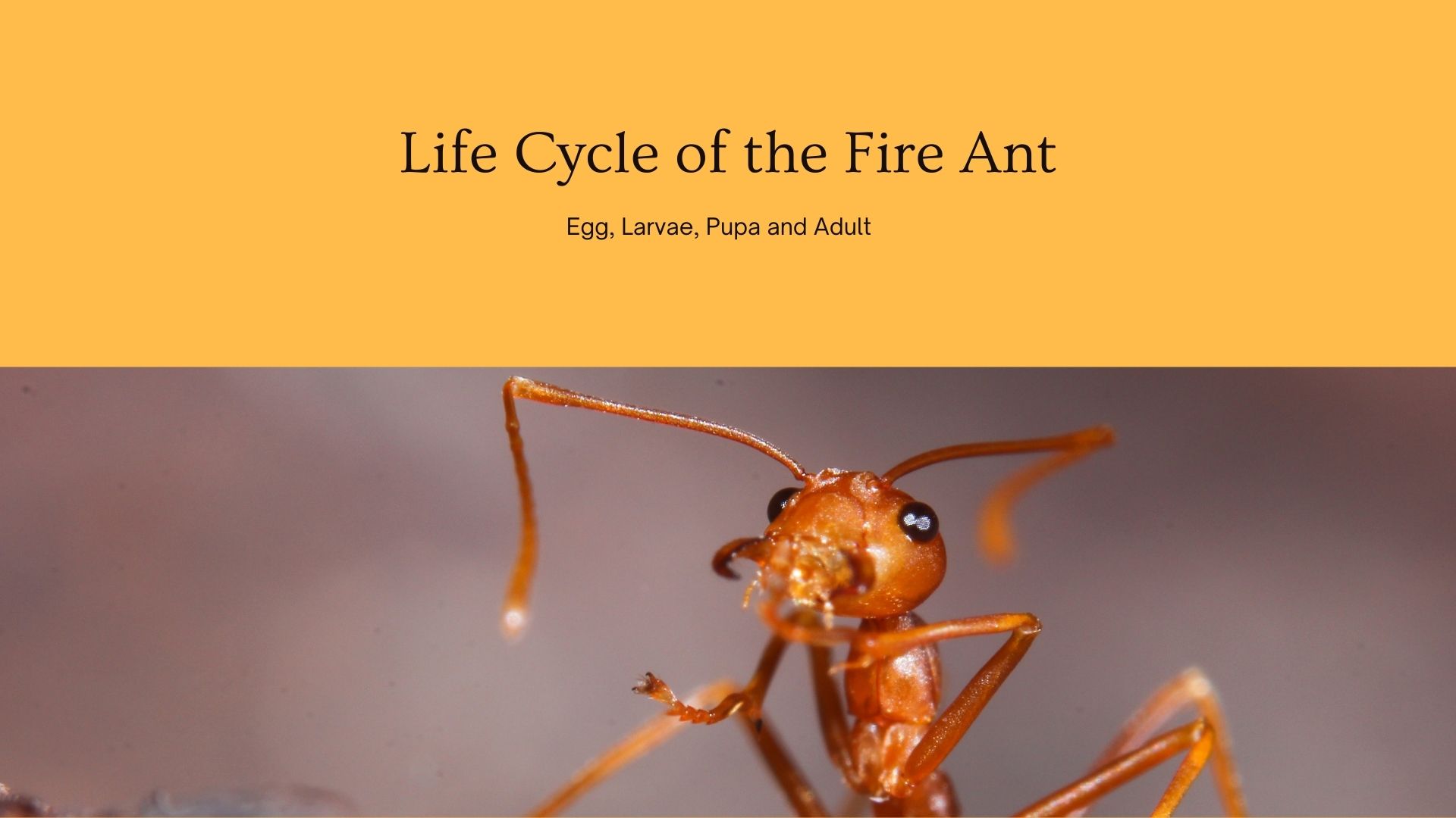 Fire Ant Control Methods That Work - FullScope Pest Control