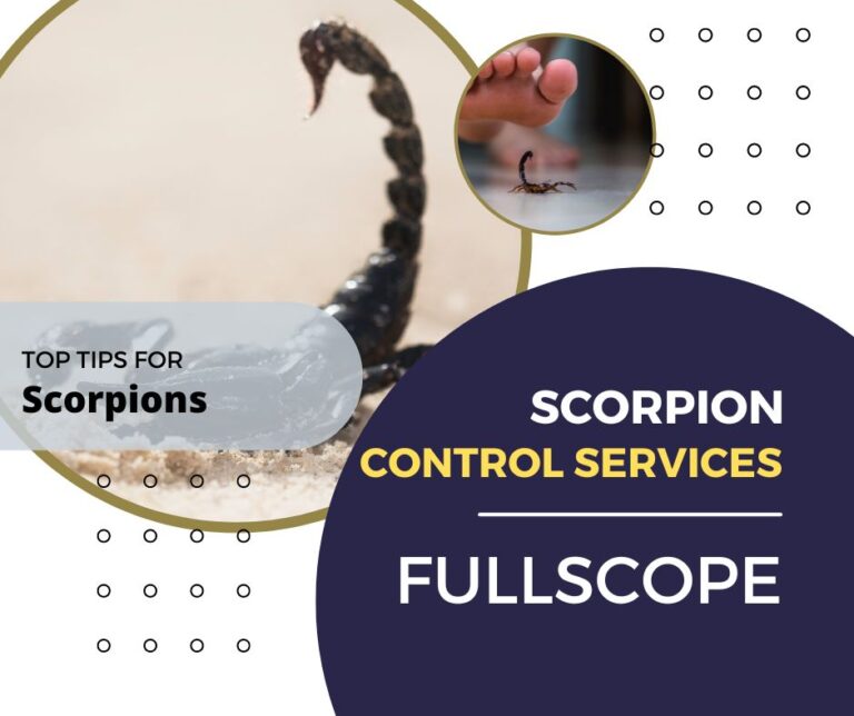 Expert Tips for Scorpion Pest Control: Get Rid of Scorpions | FullScope