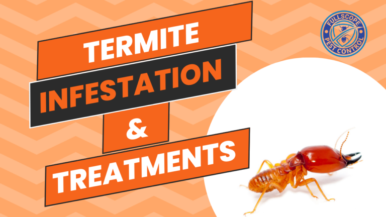 Essential Guide: Spotting Termite Infestation