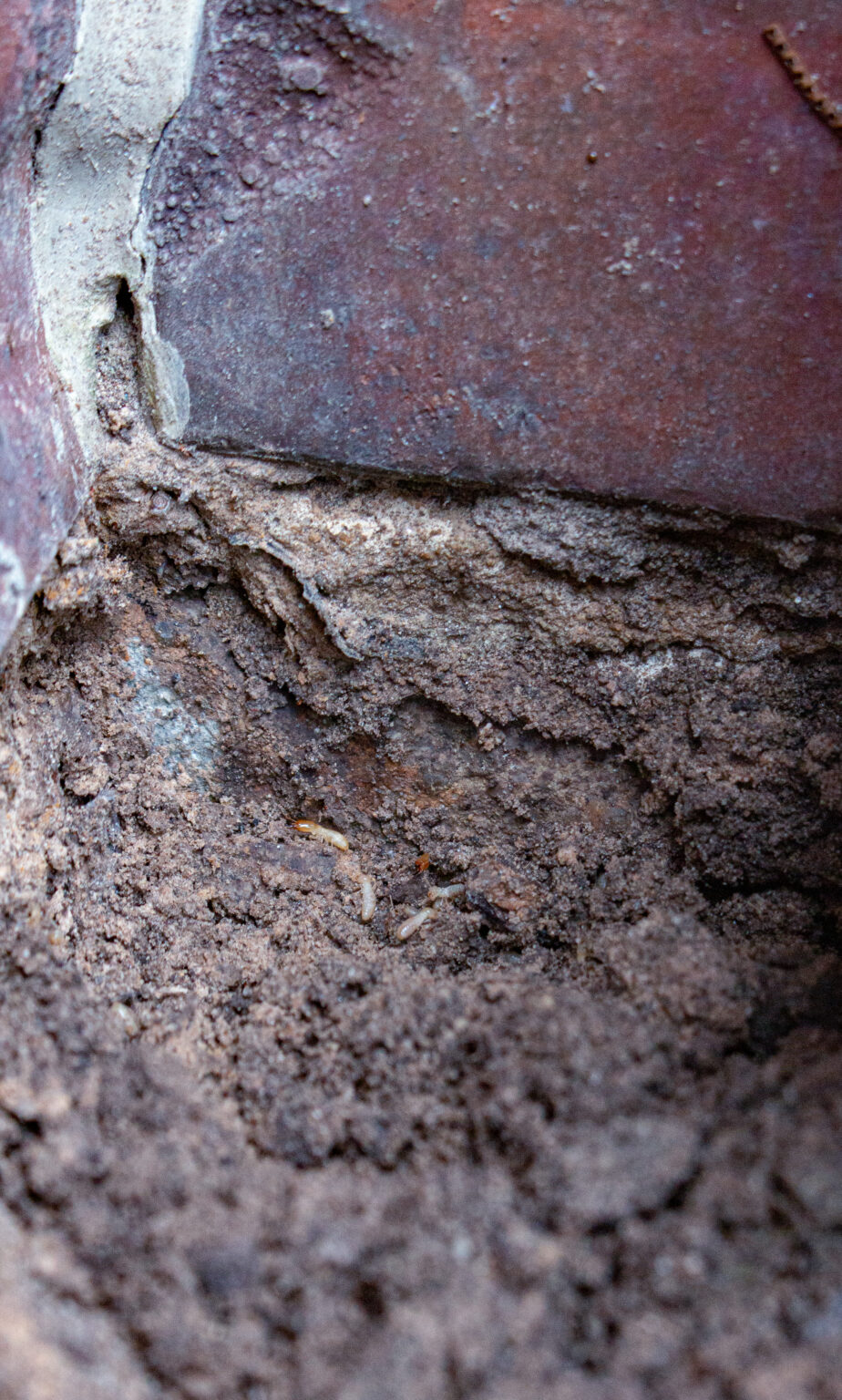 Essential Guide: Spotting Termite Infestation