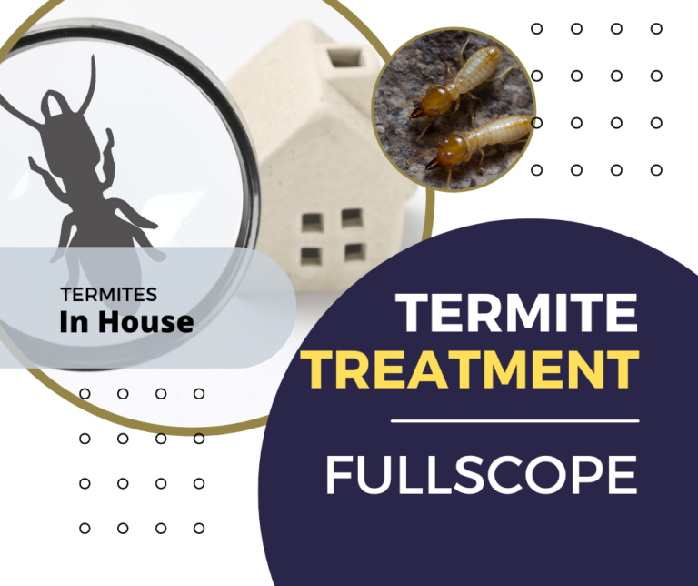 Detecting Termites in House: Expert Tips | FullScope
