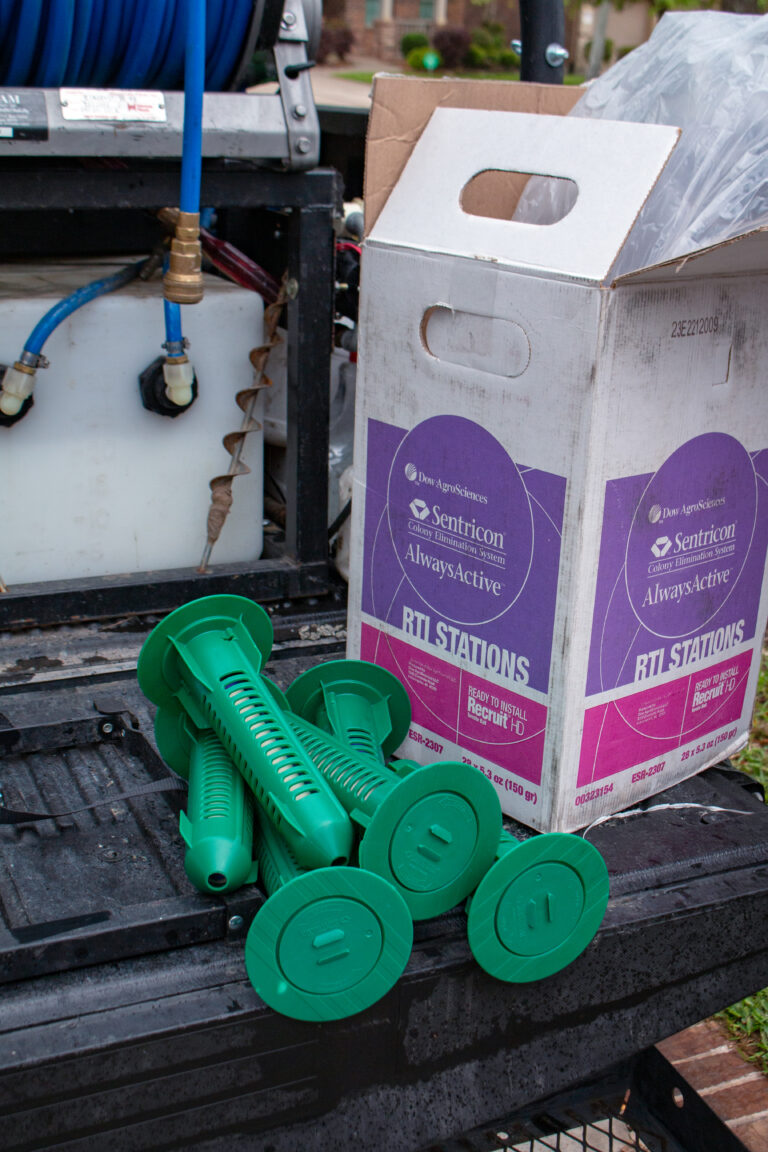 Essential Guide: Spotting Termite Infestation