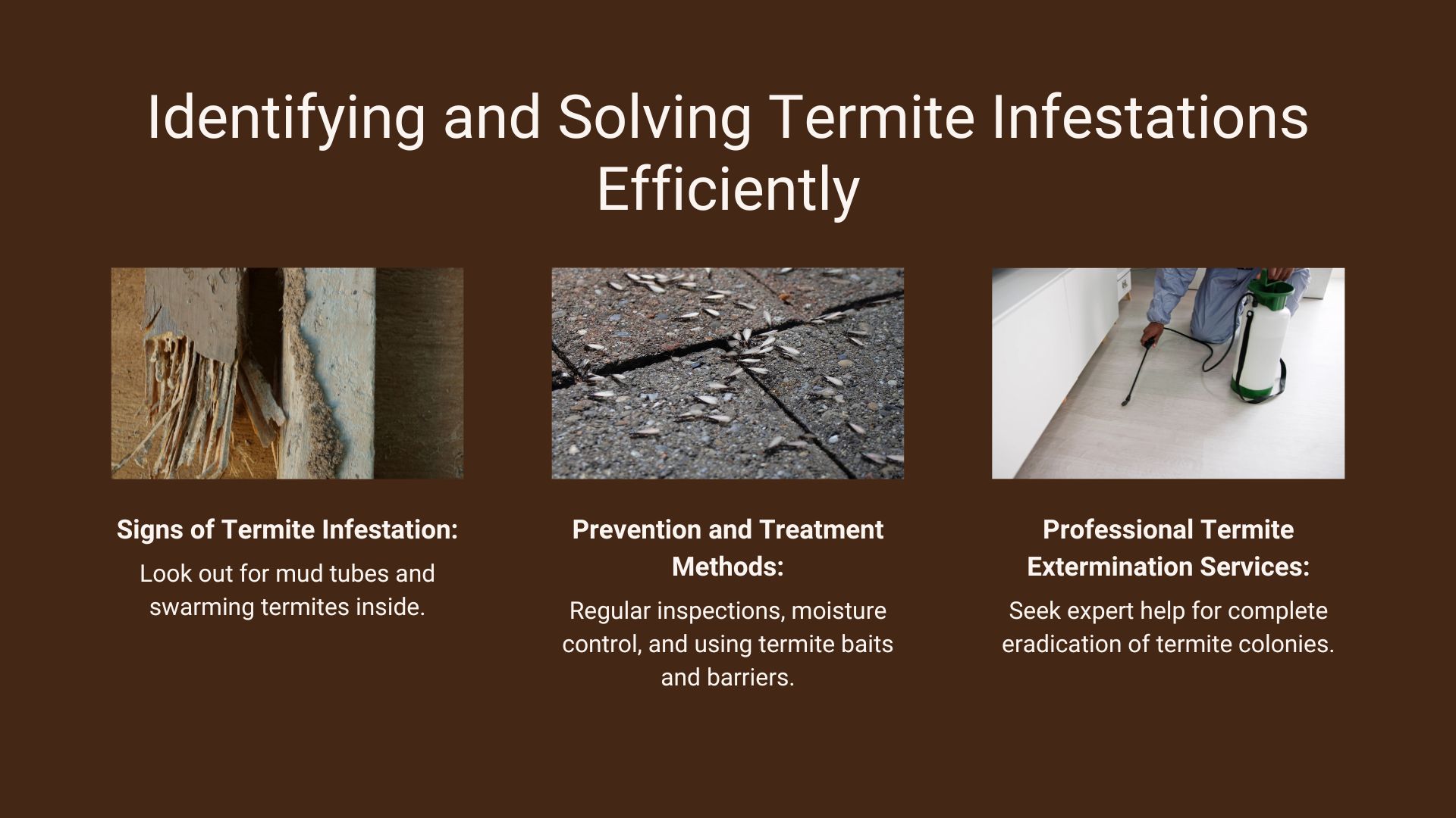 Signs and Solutions for Termites in Wall - FullScope