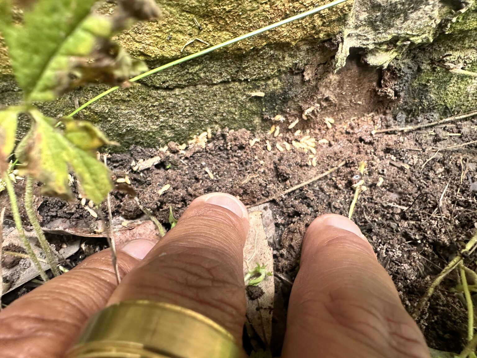 How Fast Do Termite Infestations Spread? - FullScope Pest Control