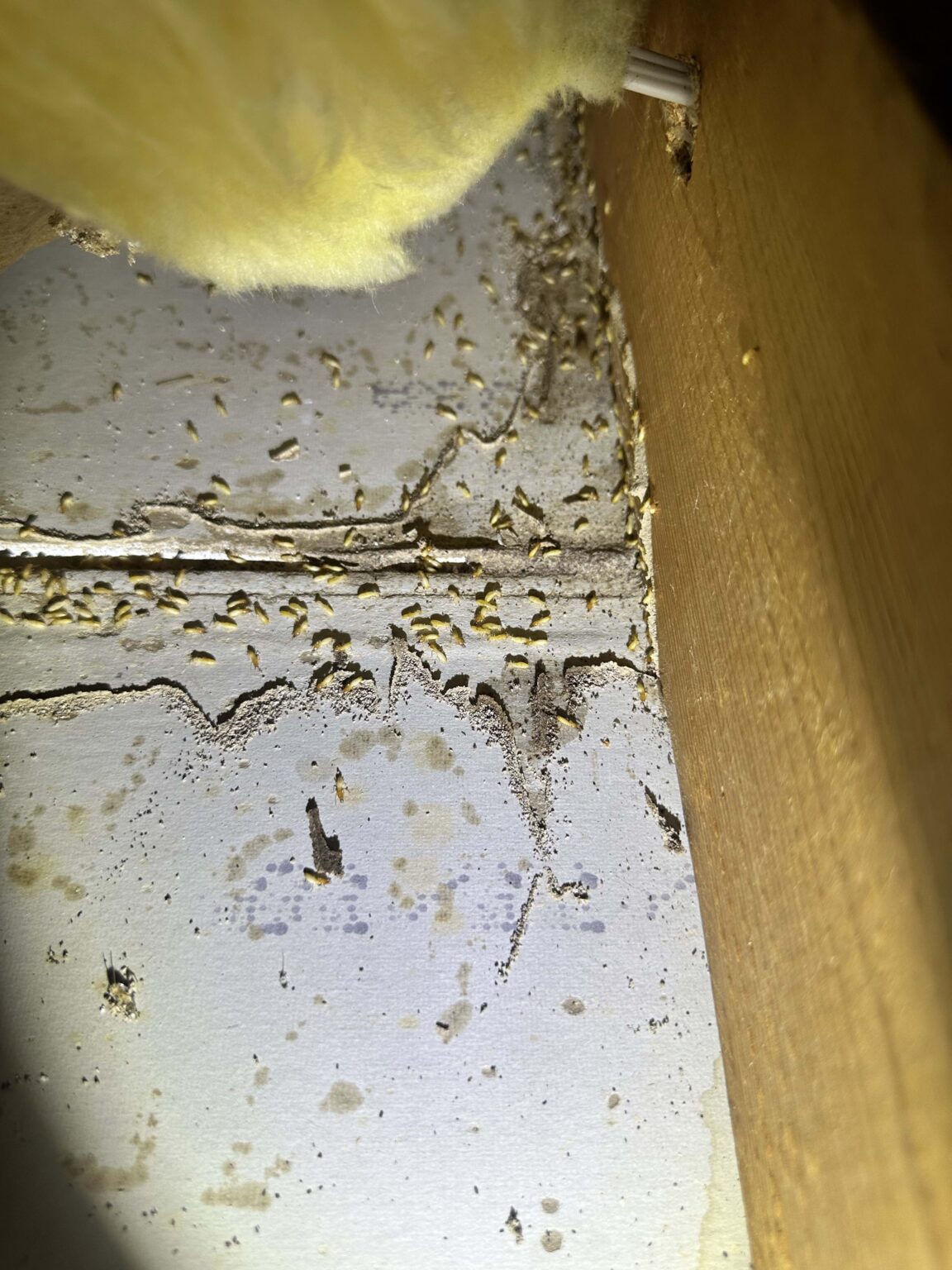 Detecting Termites with Wings: Signs of Home Trouble - FullScope