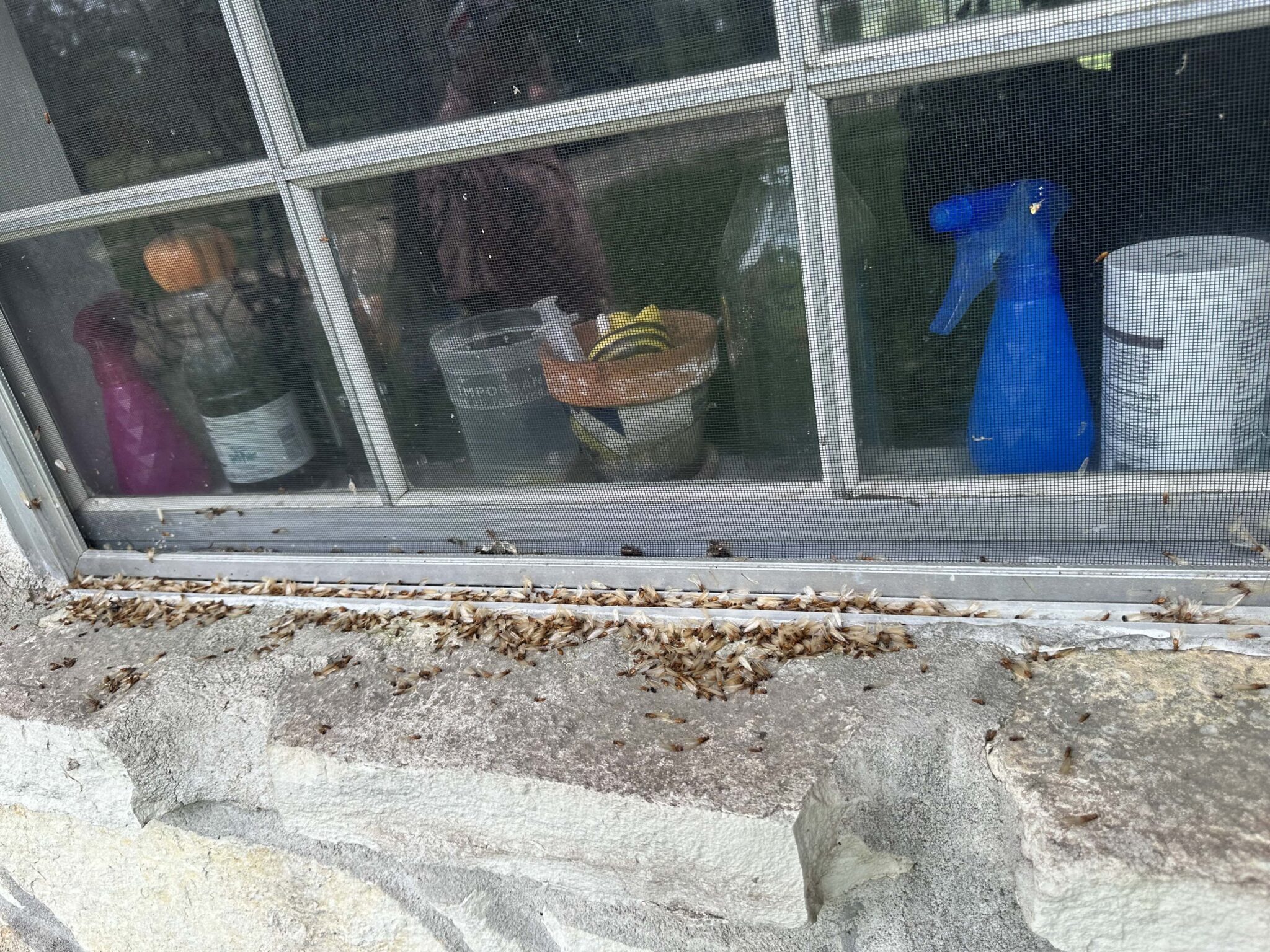 Detecting Termites with Wings: Signs of Home Trouble - FullScope