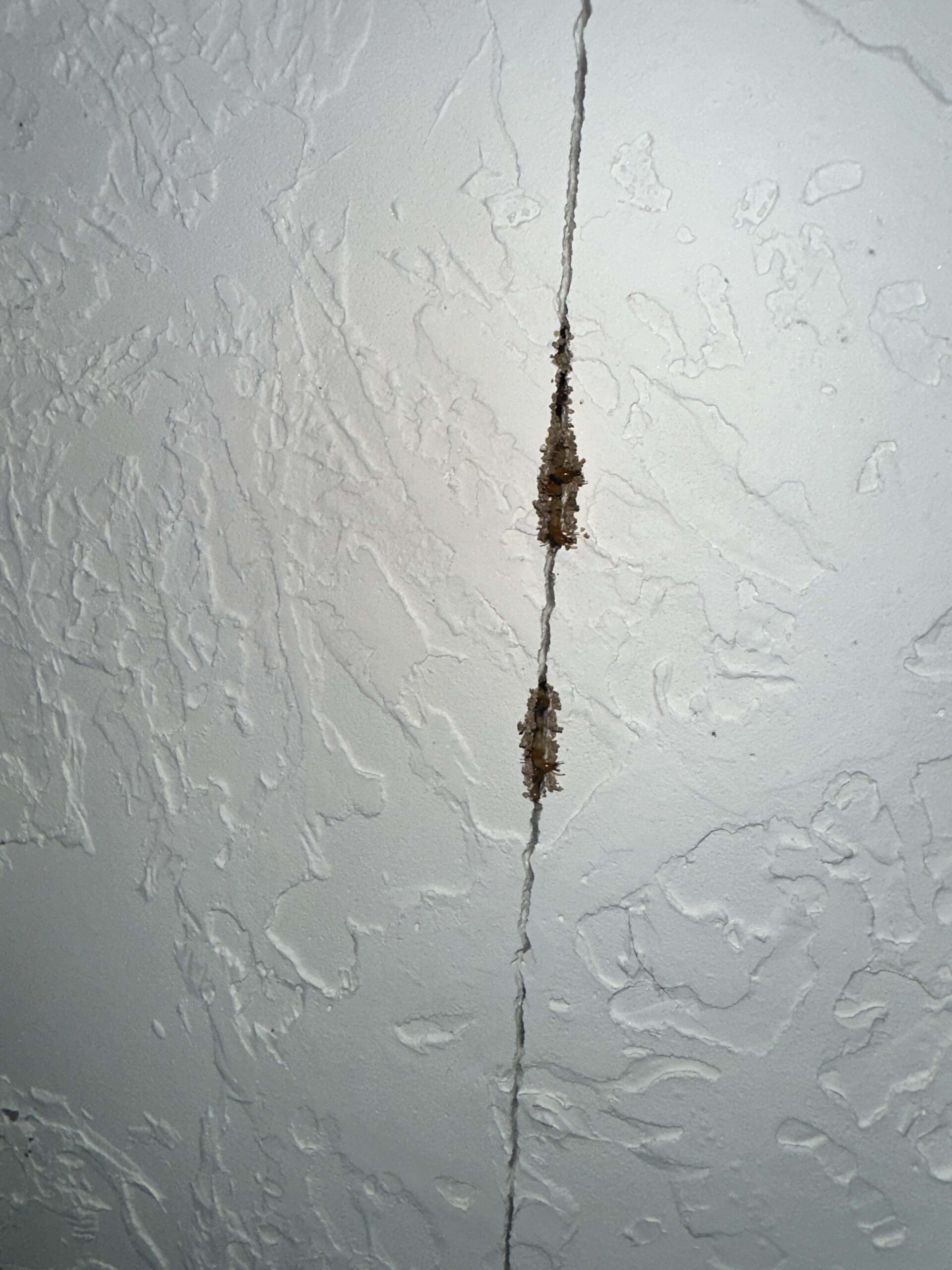 Detecting Termites with Wings: Signs of Home Trouble - FullScope