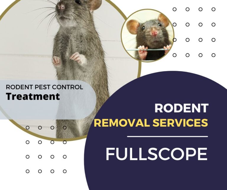 Master Rodent Control: Tips for Prevention & Management