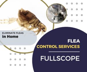Fleas in House: 8 Essential Elimination Steps