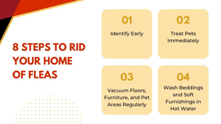 Fleas in House: 8 Essential Elimination Steps