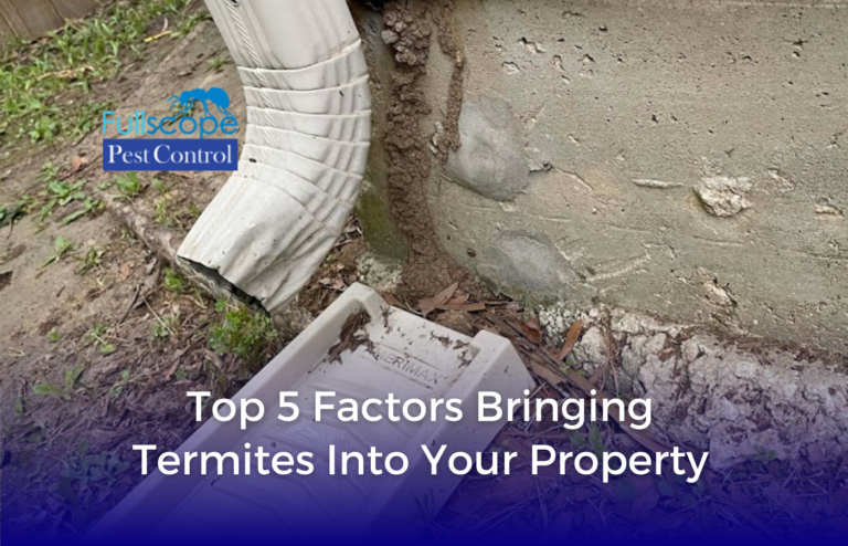 Preventing and Managing Roof Rats - FullScope Pest Control