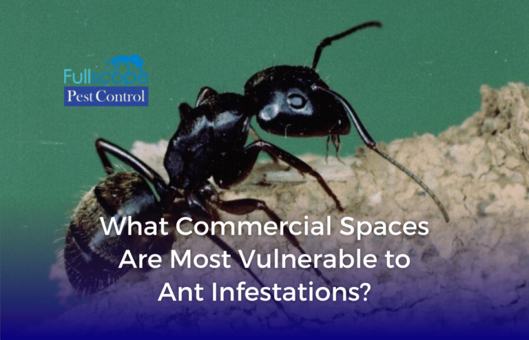 Preventing and Managing Roof Rats - FullScope Pest Control