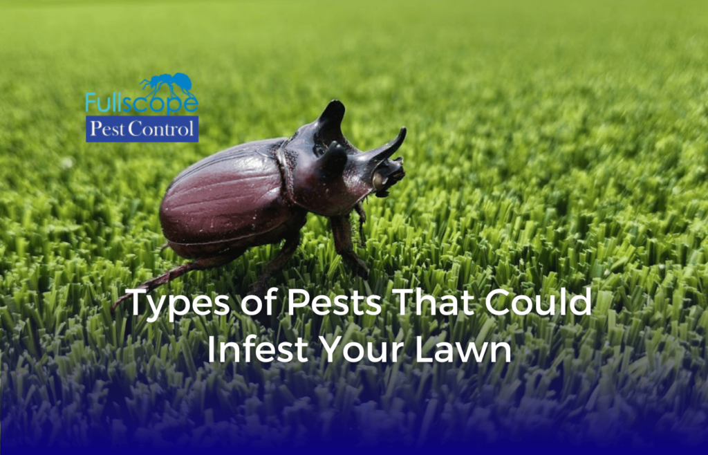 Types of Pests That Could Infest Your Lawn - FullScope Pest Control