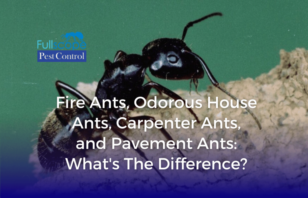 Fire Ants, Odorous House Ants, Carpenter Ants, and Pavement Ants: What ...