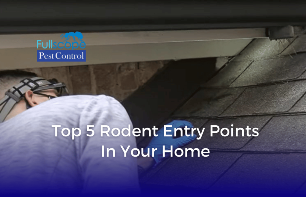 Top 5 Rodent Entry Points In Your Home - FullScope Pest Control