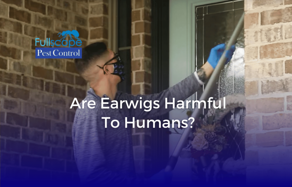 Are Earwigs Harmful to Humans? - FullScope Pest Control