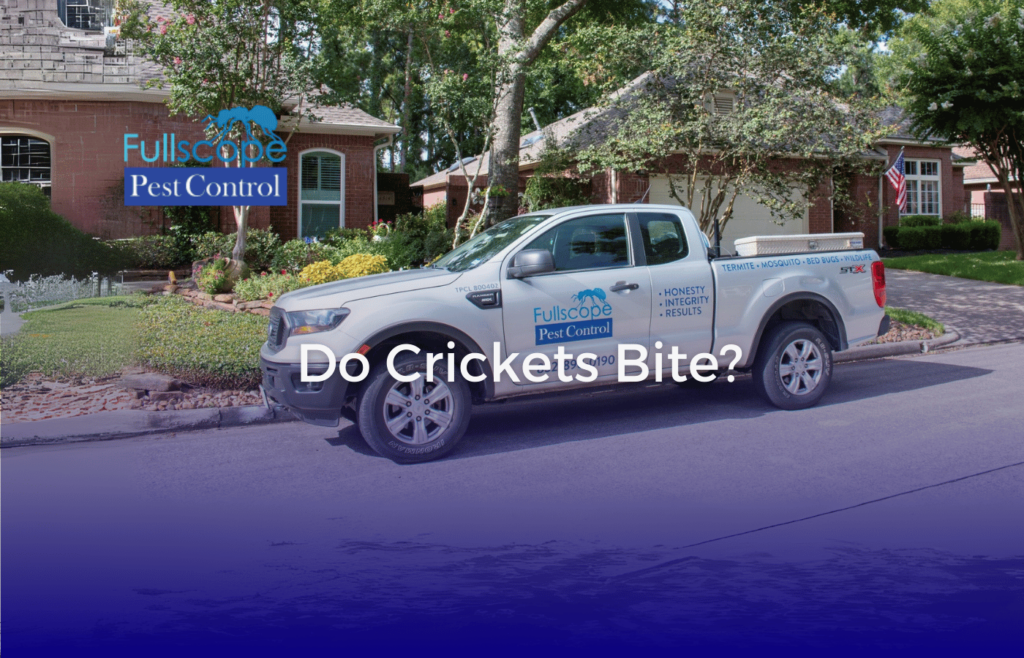 Do Crickets Bite? - FullScope Pest Control